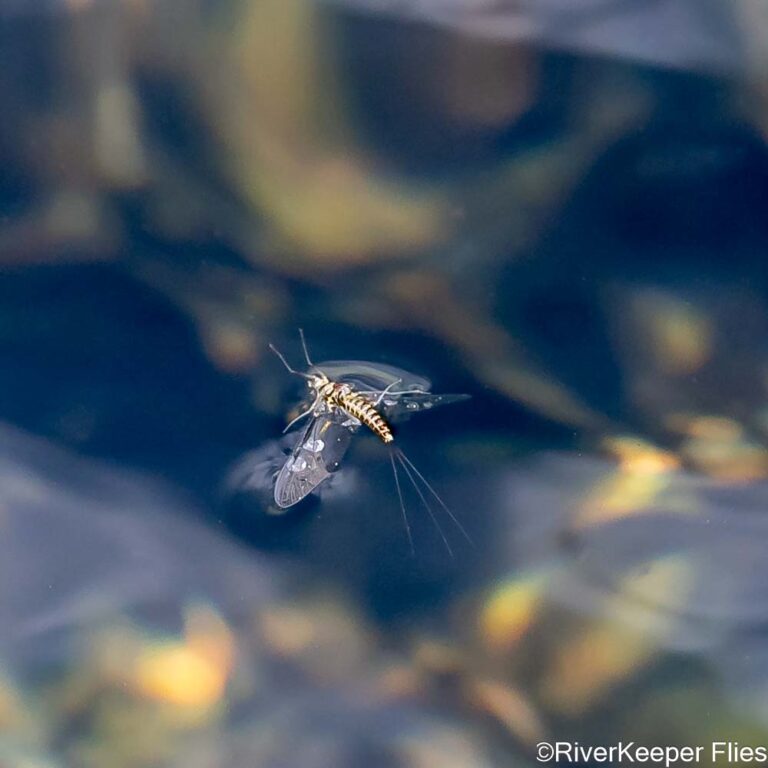 Fly Fishing the Yellowstone River in July 2023 - RiverKeeper Flies