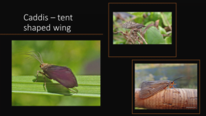 Selecting Flies from a Fly Tyer's Perspective - RiverKeeper Flies