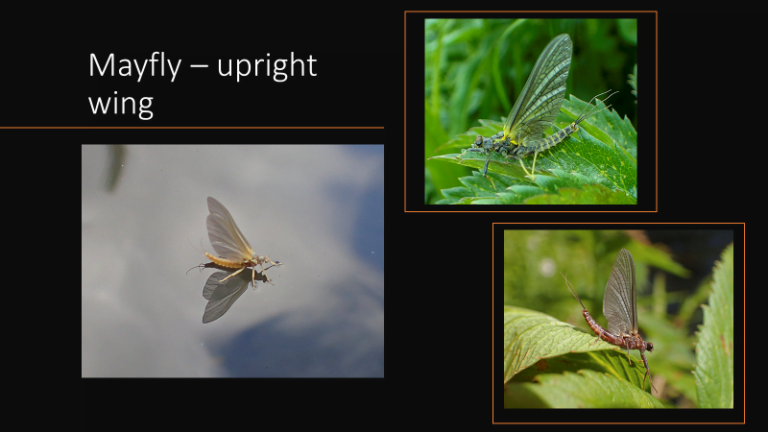 Selecting Flies from a Fly Tyer's Perspective - RiverKeeper Flies
